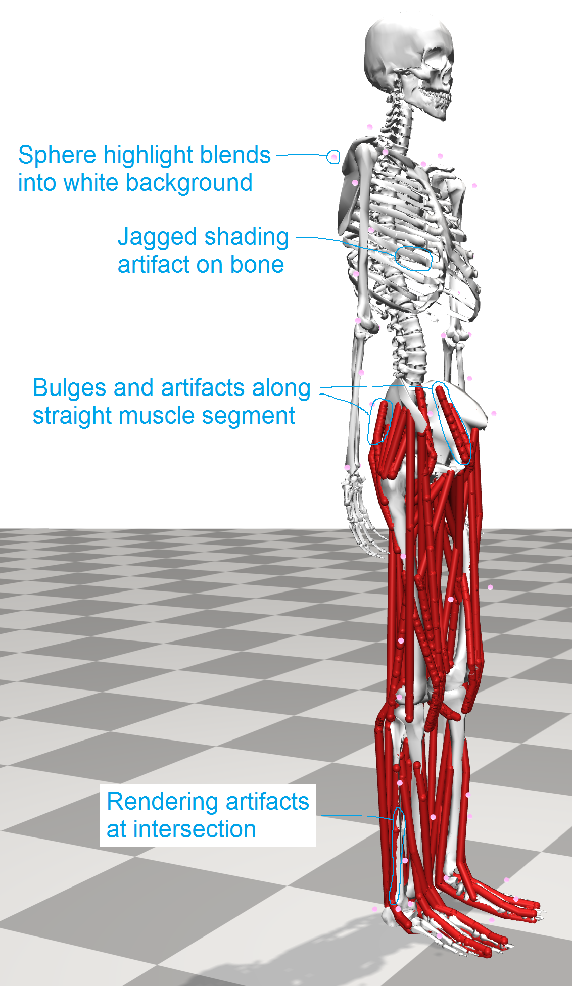 Wrap geometry quadrant display and muscle path around wrap object display unexpected · Issue ...