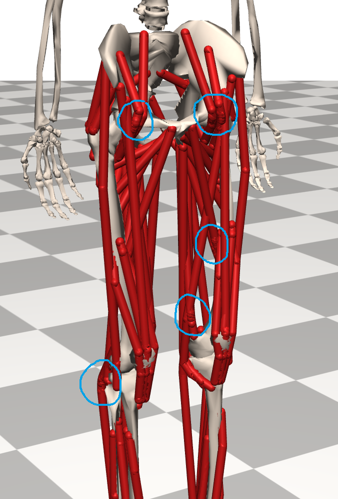 Wrap geometry quadrant display and muscle path around wrap object display unexpected · Issue ...