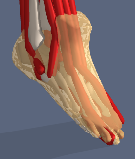 Rendering artifacts in wrap geometry · Issue #352 · opensim-org/opensim-gui · GitHub