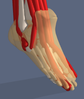 Rendering artifacts in wrap geometry · Issue #352 · opensim-org/opensim ...