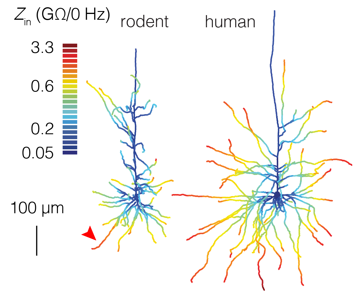 GitHub - hamadaio/neuron-input-impedance: NEURON simenv input impedance ...