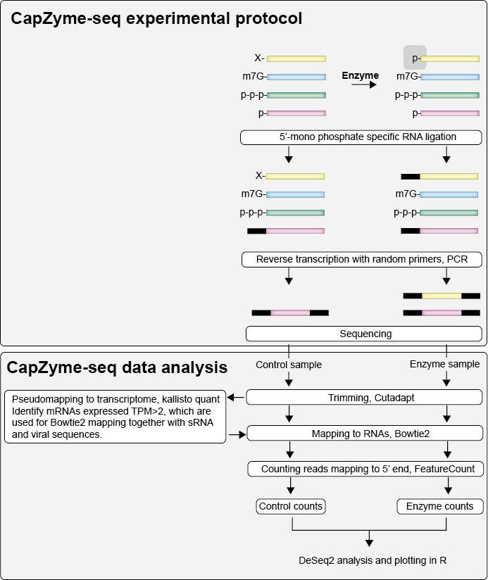 GitHub - jeppevinther/CapZyme
