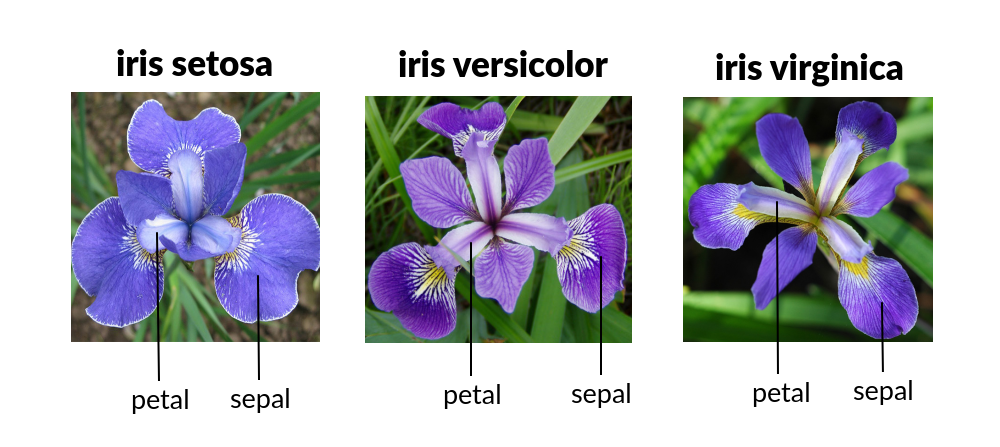 GitHub - keerthikkn/Iris_dataset_classification: Iris flower classification using decision tree ...