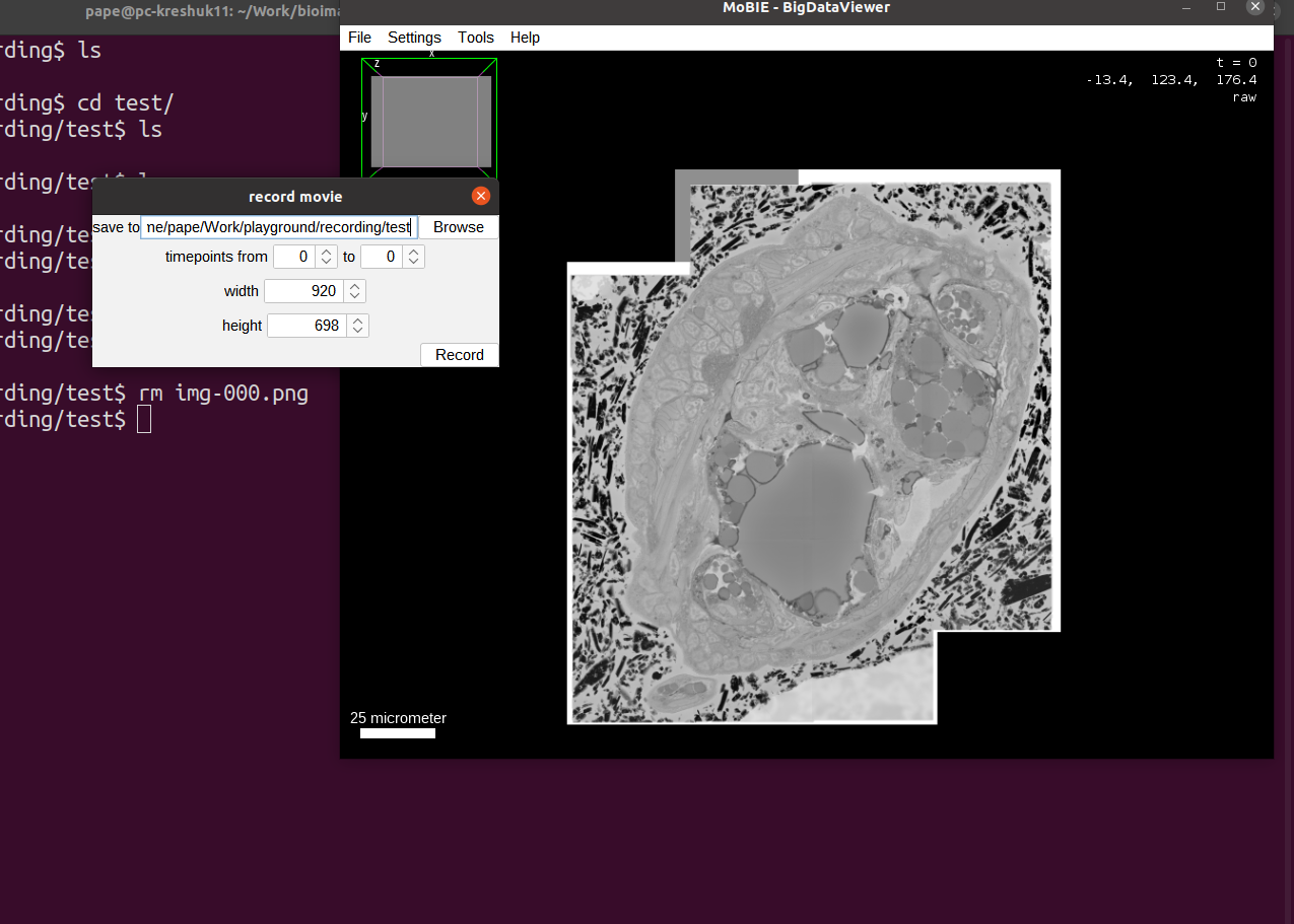 Record Movie · Issue #886 · mobie/mobie-viewer-fiji · GitHub
