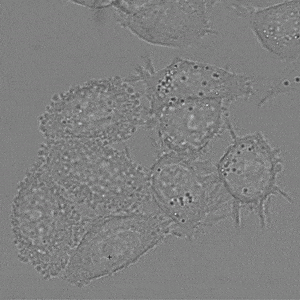 GitHub - computational-cell-analytics/micro-sam: Segment Anything for Microscopy