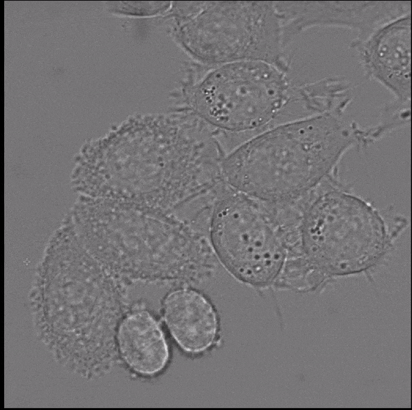 GitHub - computational-cell-analytics/micro-sam: Segment Anything for ...