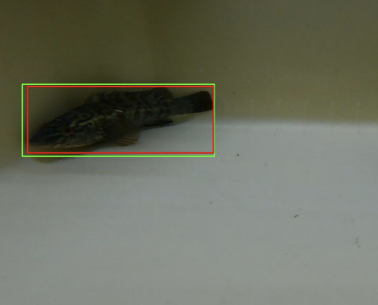 GitHub - JorgenEriksen/Object-Detection-Fish: Gruppeoppgave i IDATG2206