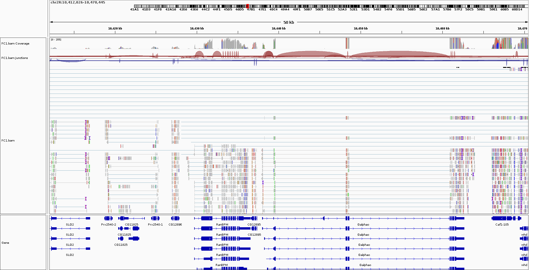 reads alignment adjustment · Issue #152 · Xinglab/rmats-turbo · GitHub