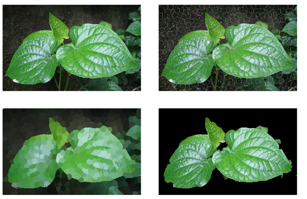 GitHub - vutuanhai237/AutoAligmentLeaf