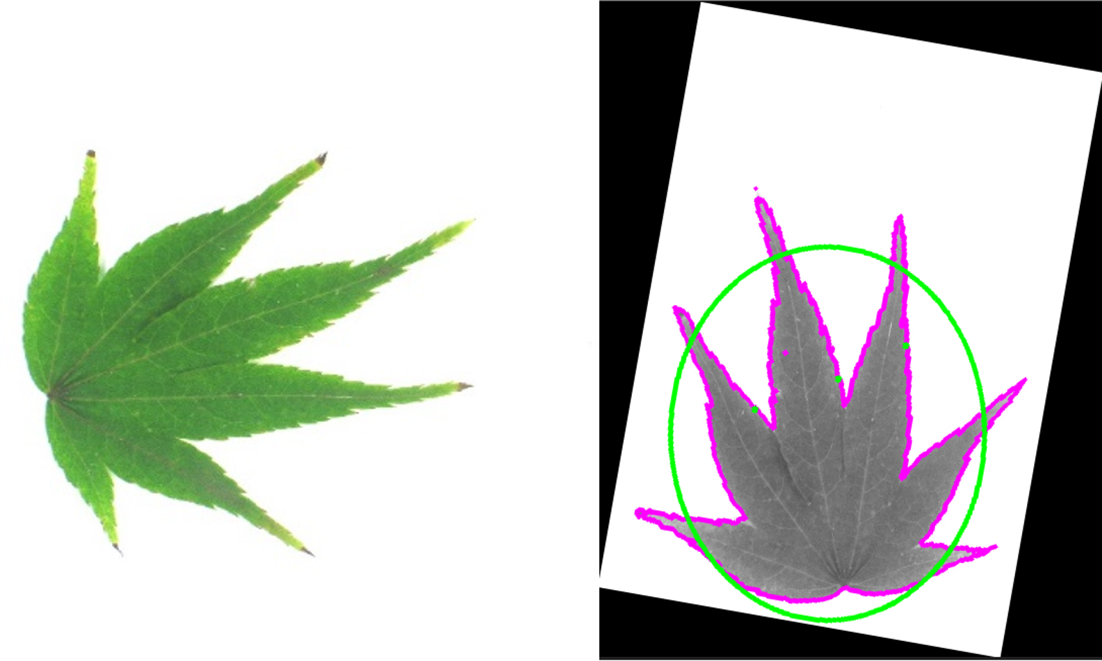 GitHub - vutuanhai237/AutoAligmentLeaf