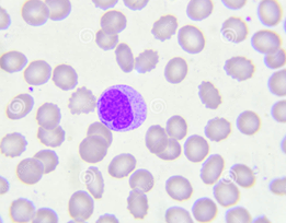 GitHub - Crackeree/Automatic-platelet-count-based-on-morphological-segmentation-technique-from ...