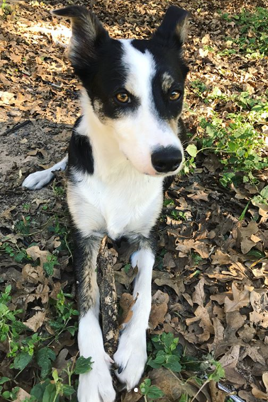 GitHub - TCMG476Group2/Aggie-The-Border-Collie: Aggie's fan page