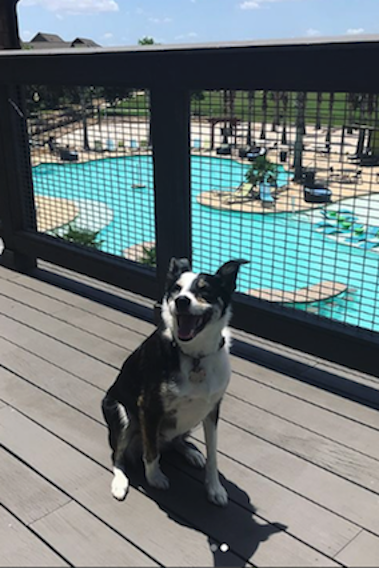 GitHub - TCMG476Group2/Aggie-The-Border-Collie: Aggie's fan page