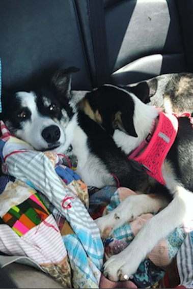GitHub - TCMG476Group2/Aggie-The-Border-Collie: Aggie's fan page