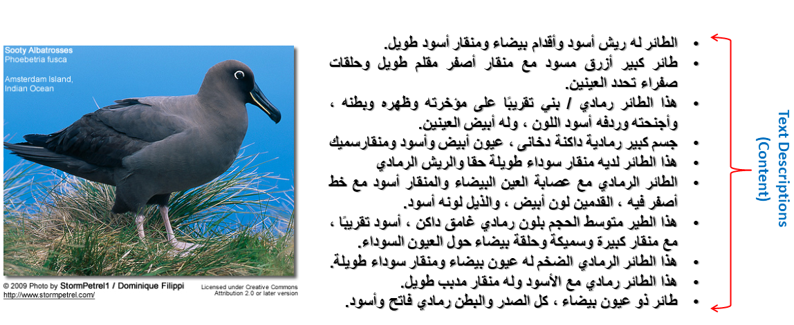 GitHub - saramahersalem/Arabic_CUB-200-2011-Dataset: Translated Caltech ...