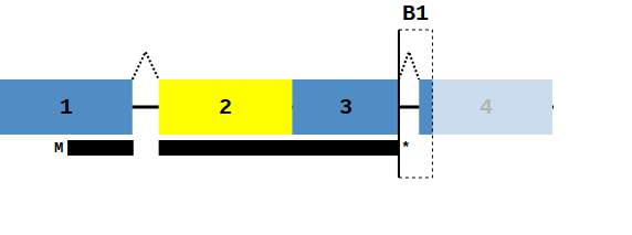 Drawing error for consecutive exons · Issue #108 · bcgsc/mavis · GitHub