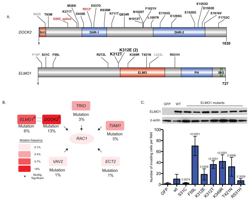 Lollipop Plot "structure for protein "-----" not found" · Issue #616 · PoisonAlien/maftools · GitHub