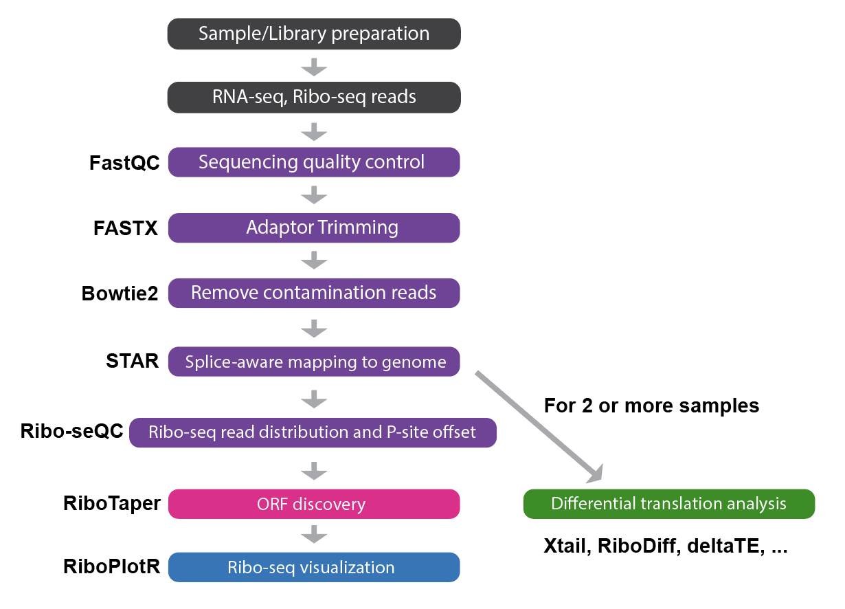GitHub - hsinyenwu/Ribo-seq-informatics-2022 GitHub - hsinyenwu/Ribo-seq-informatics-2022