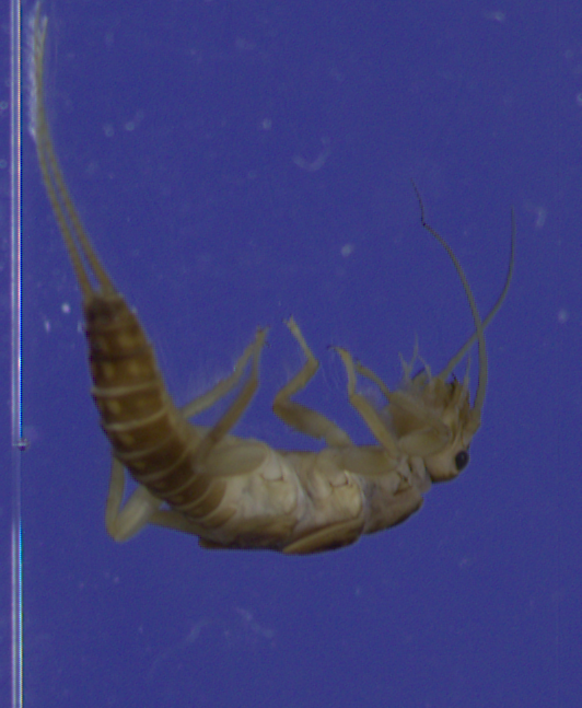 Cam 1 and 2 constant width · Issue #55 · Aarhus-University-MPE/BioDiscover · GitHub