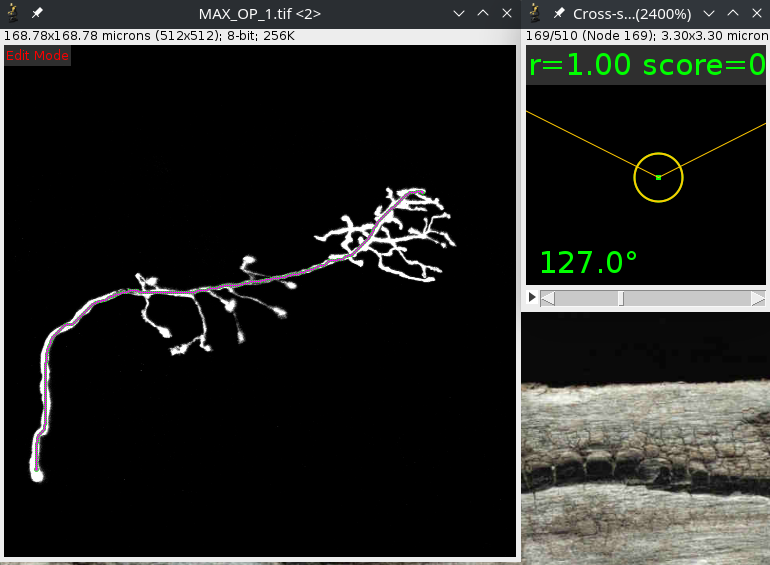 Path Fitting not working on 2D images · Issue #63 · morphonets/SNT · GitHub