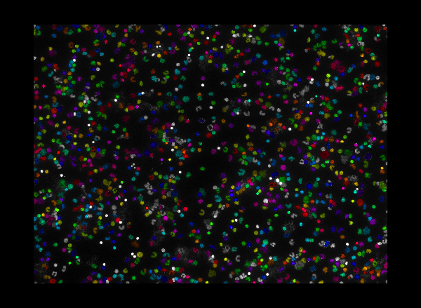 Cellpose Results Better Online · Issue 547 · Mouselandcellpose · Github 