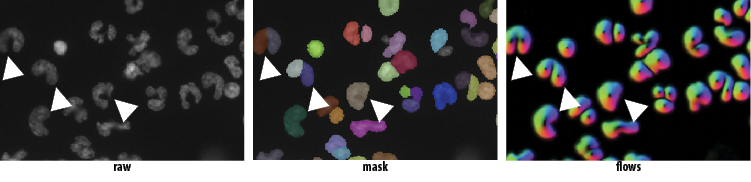 Cellpose results better online · Issue #547 · MouseLand/cellpose · GitHub