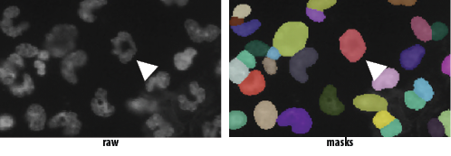 Cellpose results better online · Issue #547 · MouseLand/cellpose · GitHub