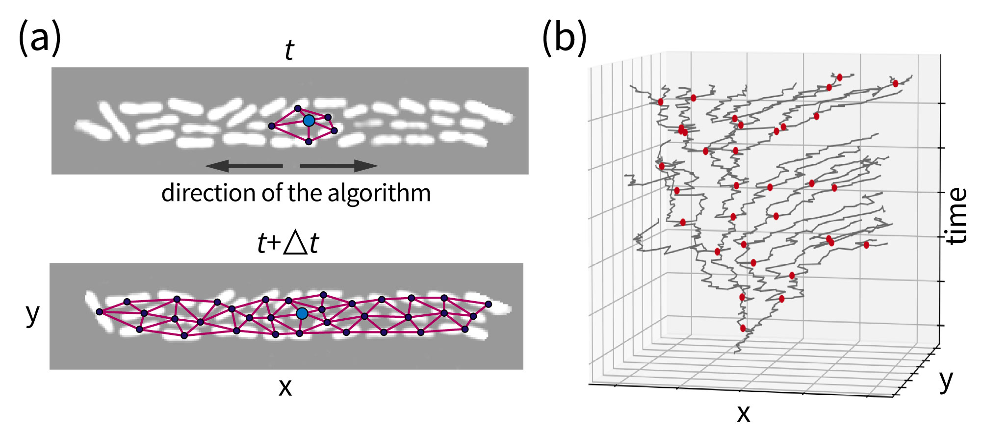 Github Anzhelikakoldaeva Single Cell Tracking Algorithm The Algorithm For Tracking Every