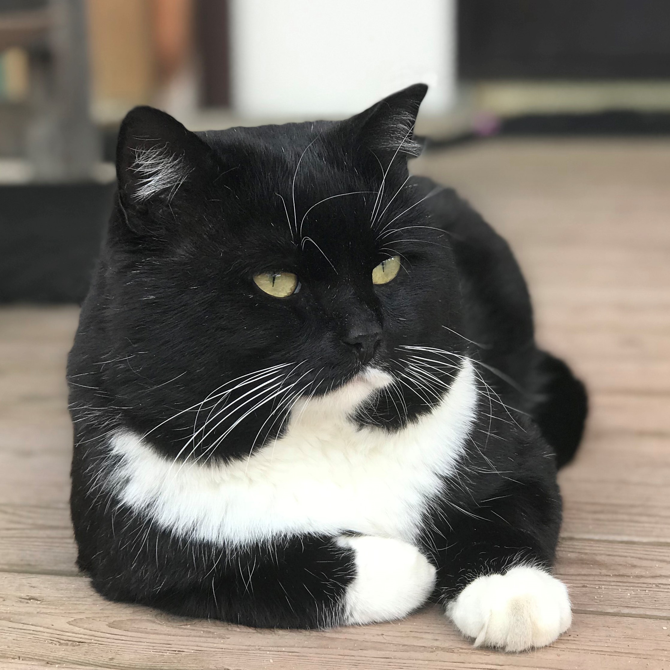 Lantromipis (Artem Bakin) · GitHub