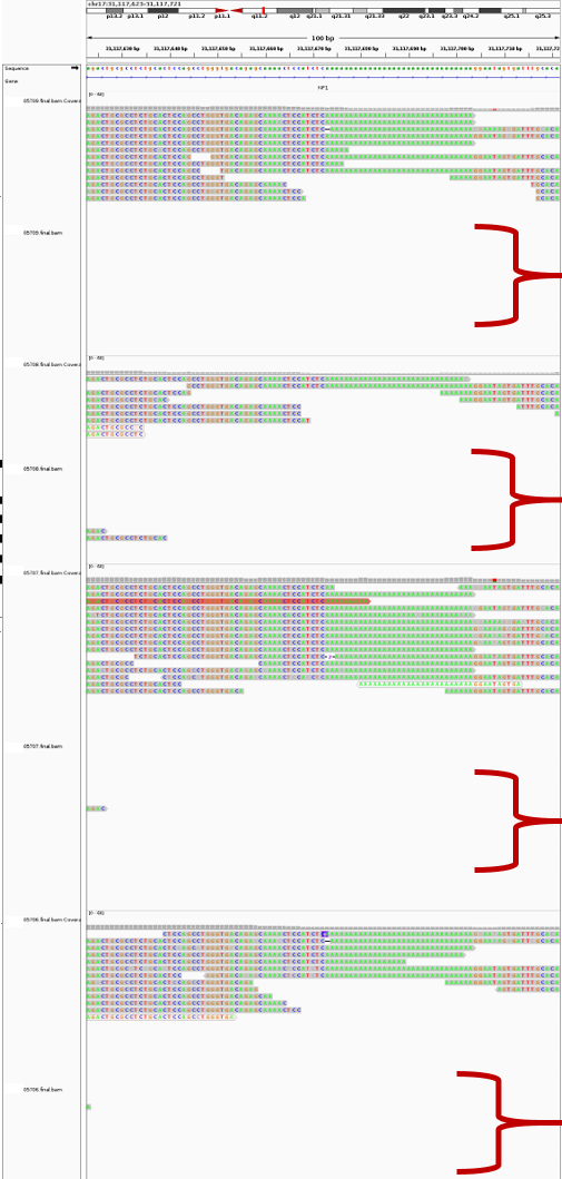 Unable to adjust image height via batch script · Issue #160 · igvteam/igv · GitHub
