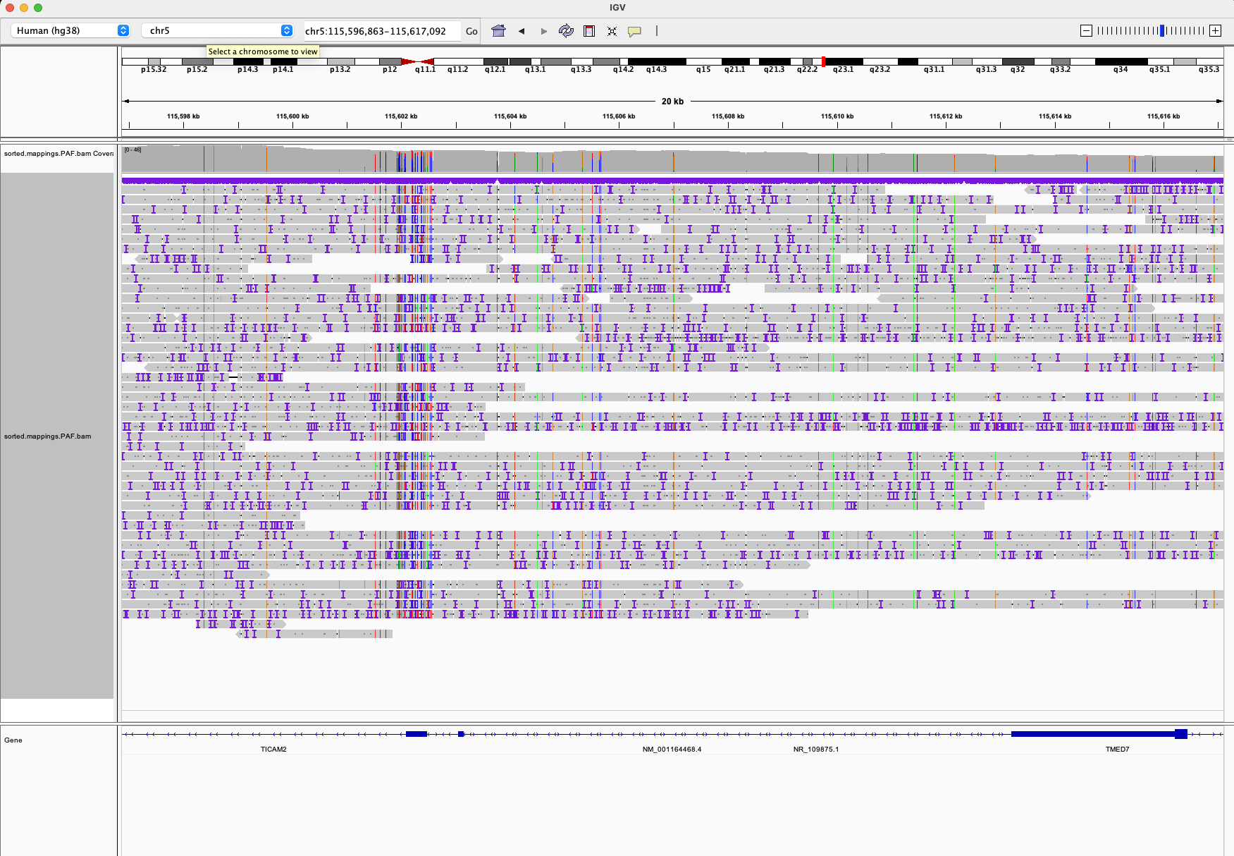 Viewing methylation in IGV · Issue #163 · nanoporetech/megalodon · GitHub