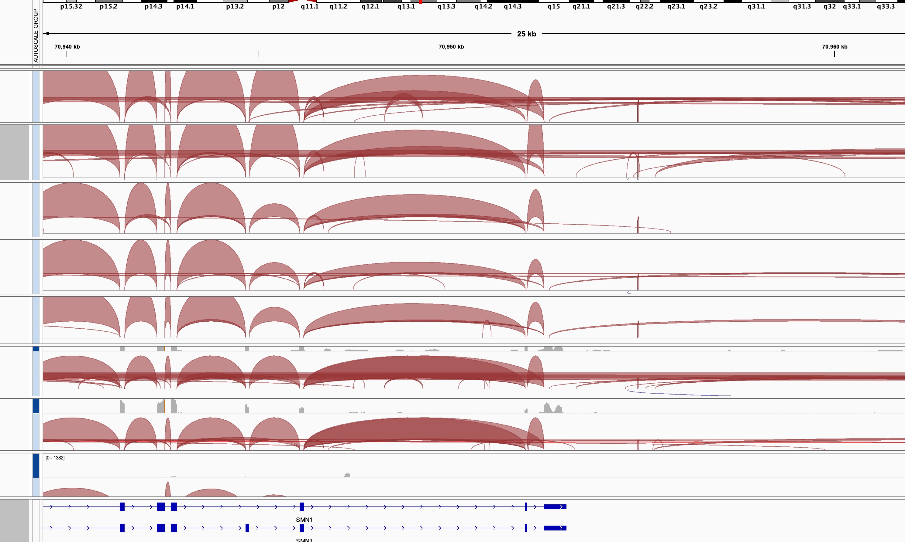SMN1/SMN2 · Issue #244 · Xinglab/rmats-turbo · GitHub