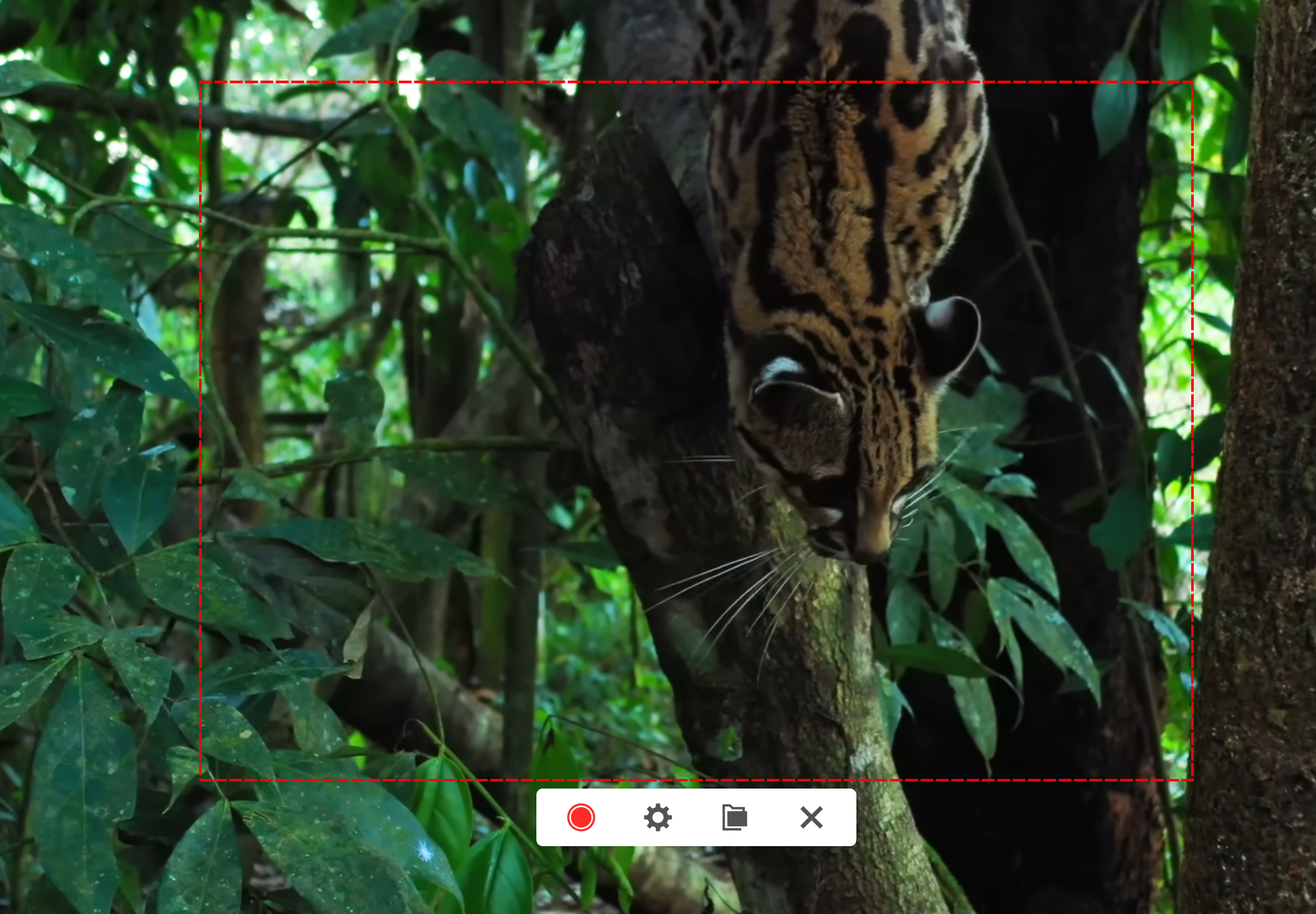 GitHub - emilwalseth/GIFCapture: A lightweight tool to capture GIFs ...