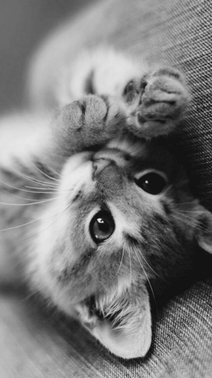 GitHub - SonThanhNguyen13/stegano