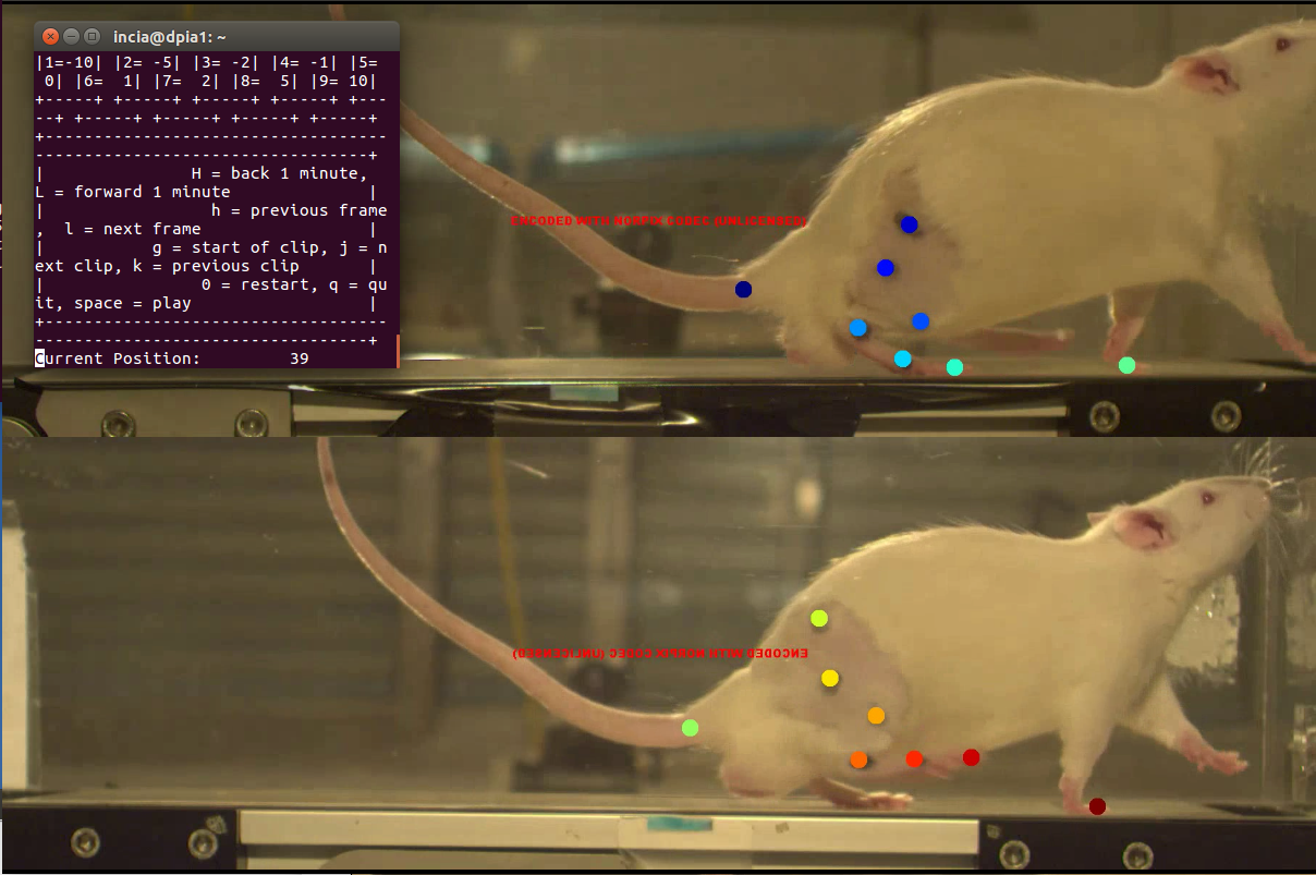 Uncorrect Matching Between Frames And Analyze Plotting · Issue 329 · Deeplabcutdeeplabcut · Github