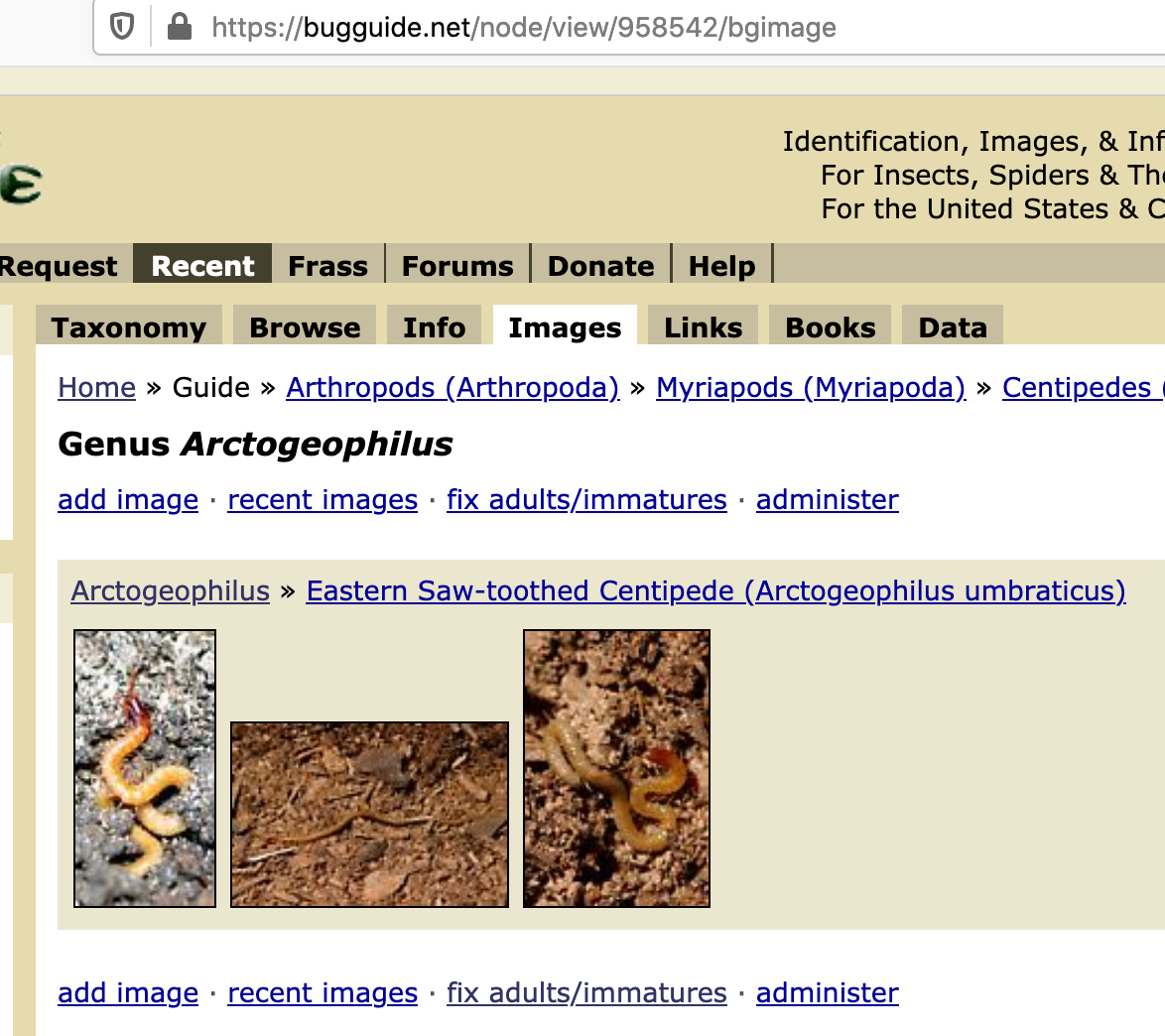 Port BugGuide utilities · Issue #62 · bugguide/bugguide · GitHub
