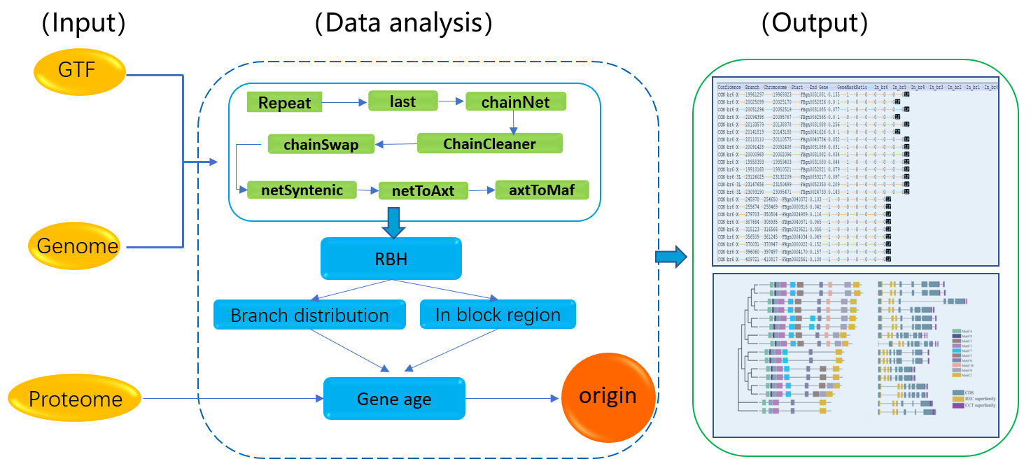 GitHub - RiversDong/GageTracker: tool for dating gene age by micro- and macro-synteny with high ...
