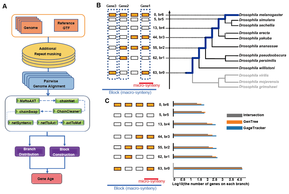 GitHub - RiversDong/GageTracker: tool for dating gene age by micro- and macro-synteny with high ...