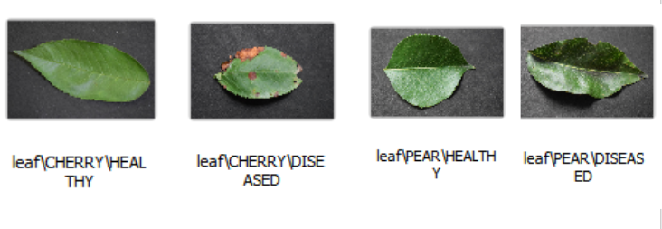 GitHub - ozlemalci/Detection-of-Plant-Leaf-Diseases