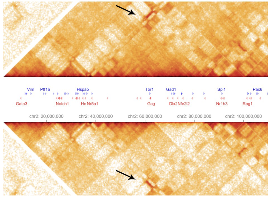 ValueError: No default track type (linear-heatmap) · Issue #125 · higlass/higlass-python · GitHub