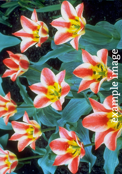 Rotate module not functioning correctly · Issue #1137 · publiclab/image-sequencer · GitHub