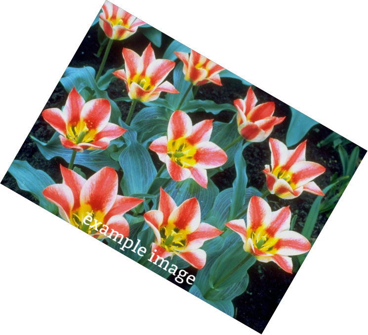 Rotate module not functioning correctly · Issue #1137 · publiclab/image-sequencer · GitHub