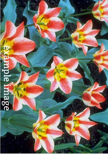 Rotate module not functioning correctly · Issue #1137 · publiclab/image-sequencer · GitHub