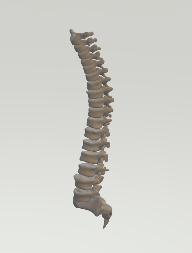 GitHub - abstrackt/Thesis-Project: DL segmentation of medical data, mesh generation and ...