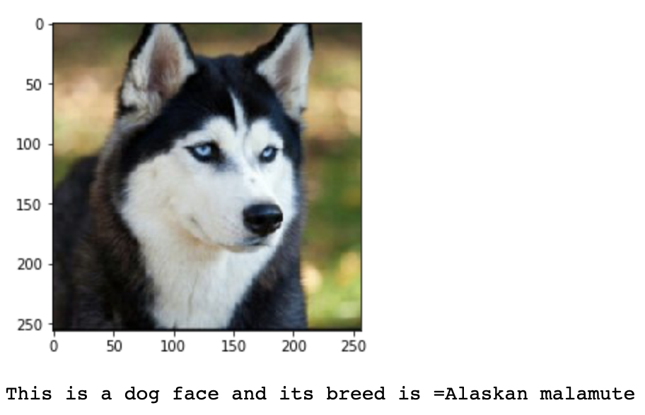GitHub - iSarah-alsh/Dog-Breed-Classifier-Deep-Learning: This project ...