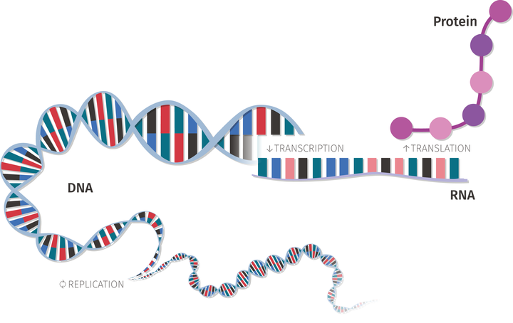 GitHub - muhammadjurej/protein_sequence_classification: this program is ...