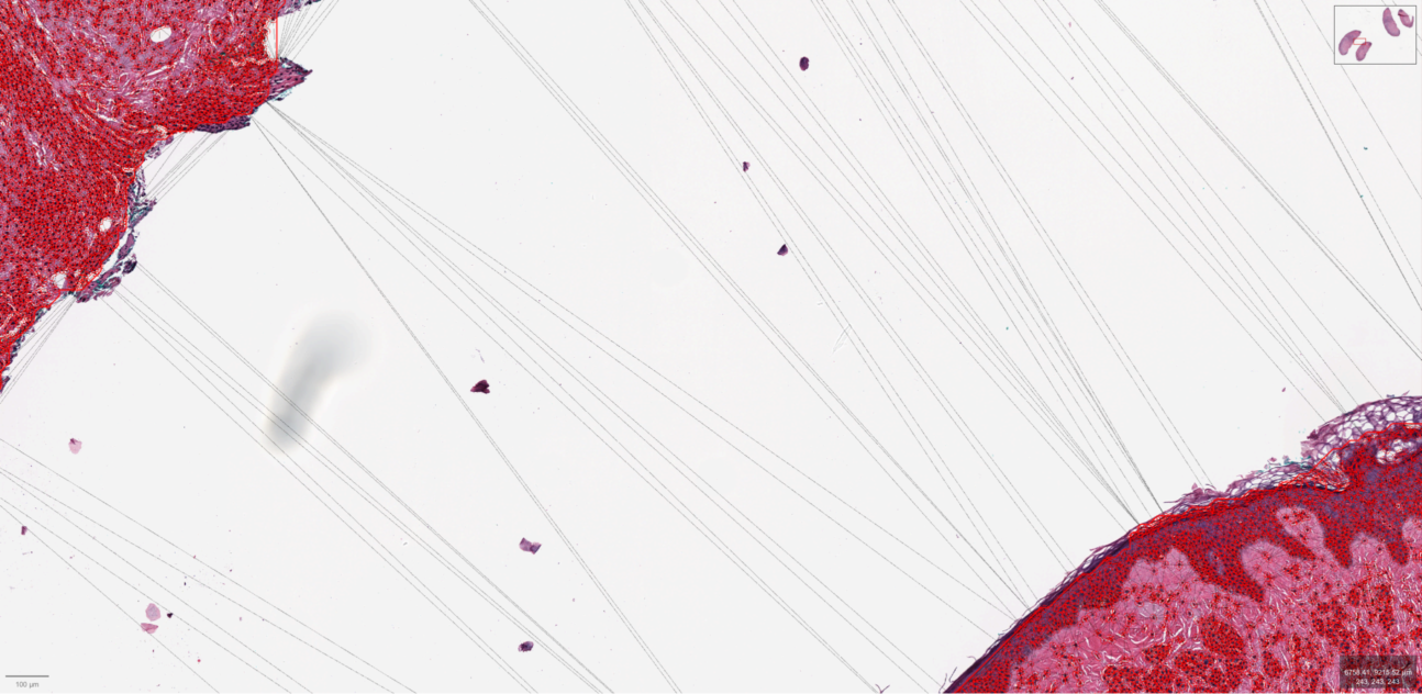 Object connections cause moderate viewer lag when downsample factor is ...