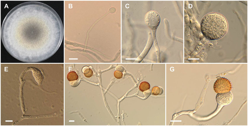 GitHub - ebp-nor/dln-signature