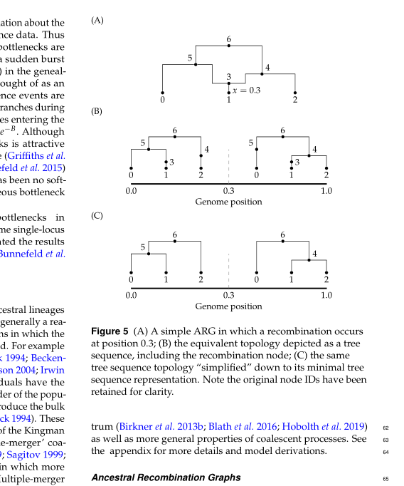 Should the msprime ARG representation have 2 recombination nodes or one? · Issue #1942 · tskit ...