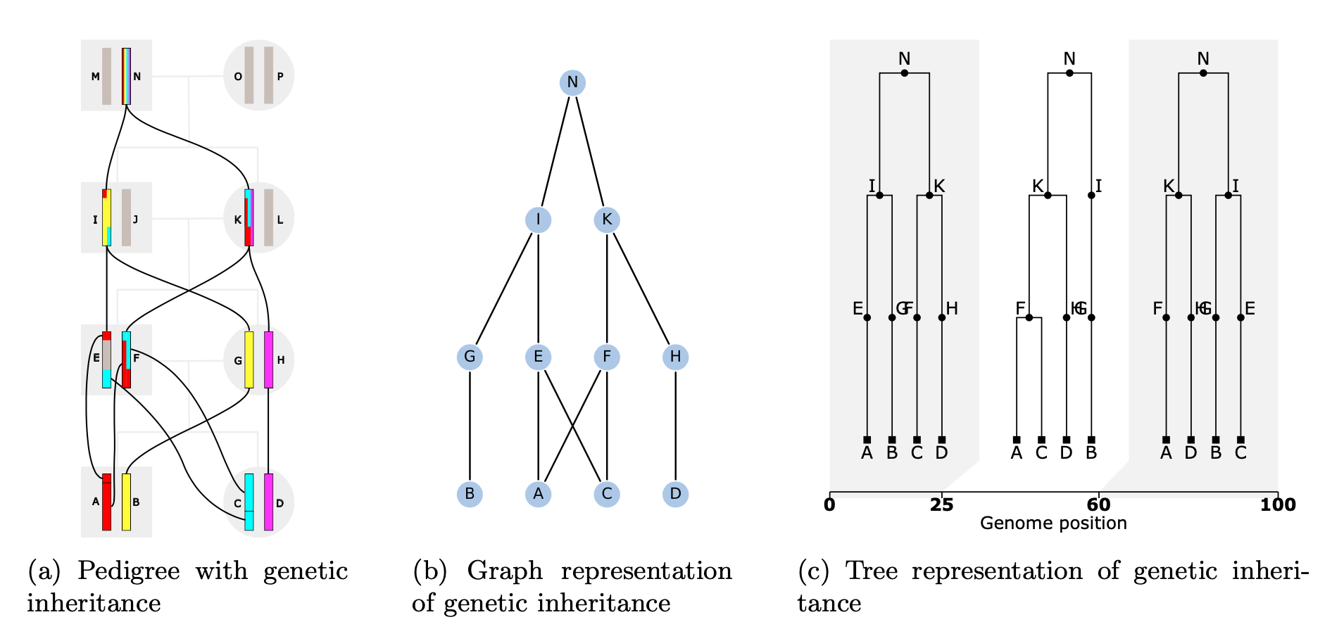 Figure 3: relationship between ARG and pedigree · Issue #36 · tskit-dev/what-is-an-arg-paper ...